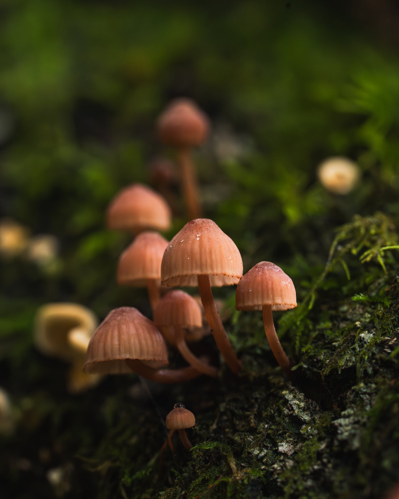 Reino Fungi – Hoja Viva Librería